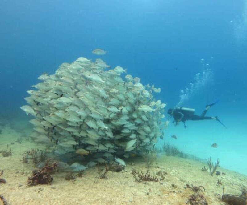 Playa del Carmen: Two Reefs Dives for Certified Divers - An In-Depth Look at the Playa del Carmen Reef Dives
