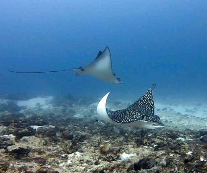 Playa del Carmen: Two Reefs Dives for Certified Divers - Final Thoughts: Who Will Love This?
