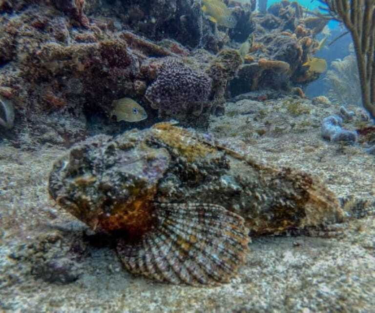 Playa del Carmen: Two Reefs Dives for Certified Divers - FAQ
