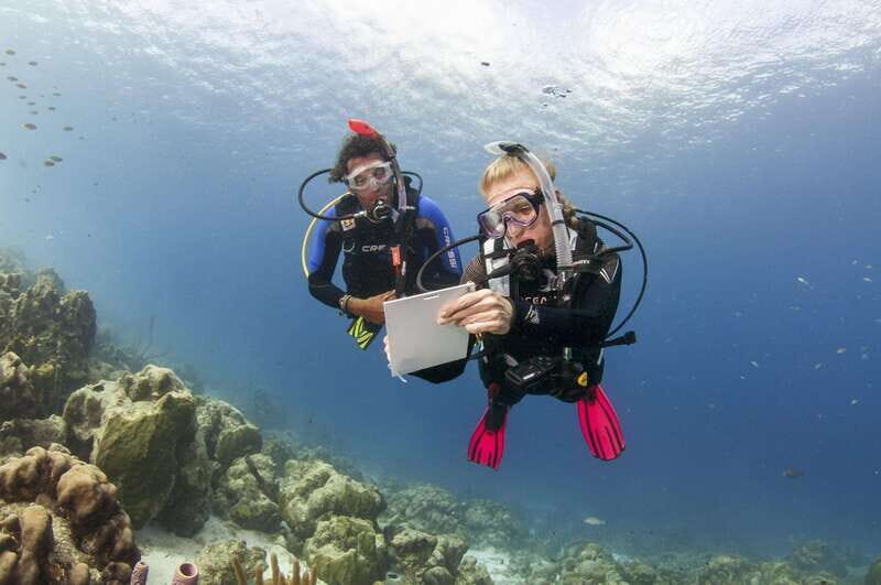Playa del Carmen: Ultimate PADI Open Water Diver Experience - Pricing and Value Analysis