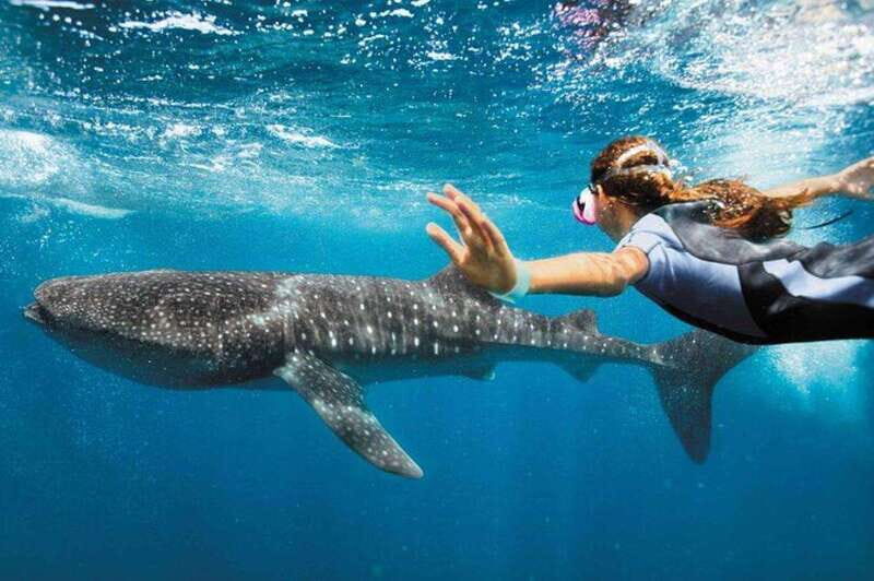 Playa del Carmen:Whale shark Experience in the Caribbean Sea - The Experience in Detail