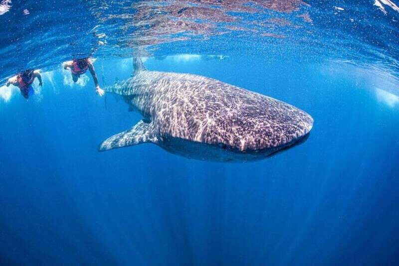 Playa del Carmen:Whale shark Experience in the Caribbean Sea - The Logistics and Practicalities
