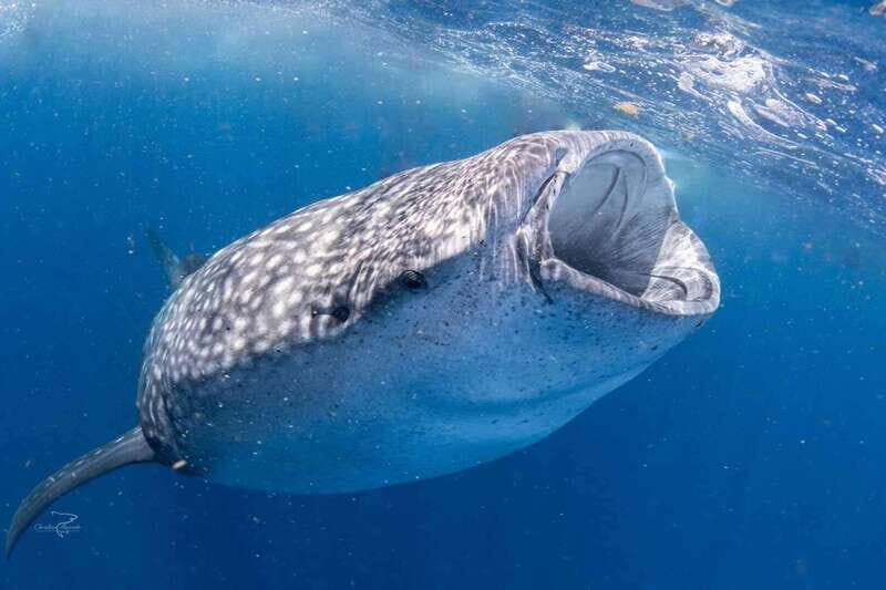 Playa del Carmen:Whale shark Experience in the Caribbean Sea - Who Will Love This Tour?