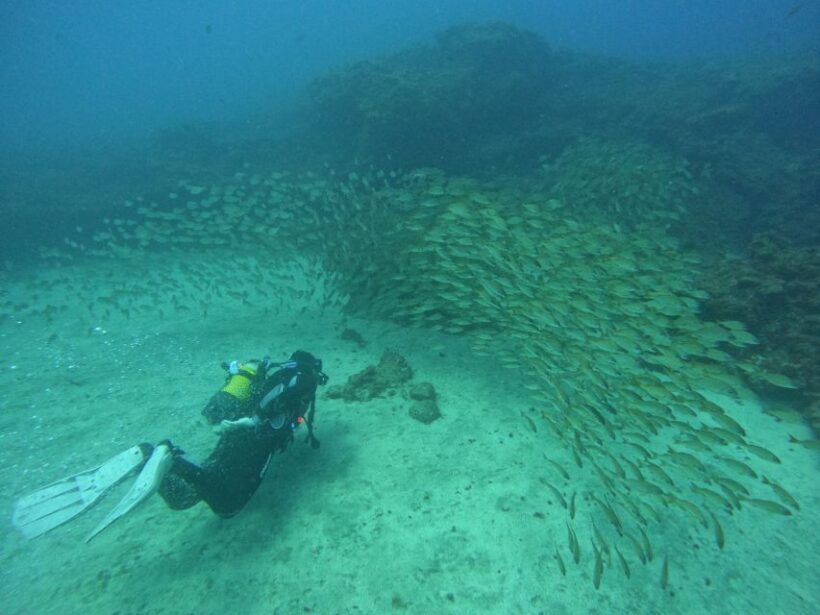 Playa Del Ingles: Discover Scuba Diving - Free Transfers - Why Choose This Scuba Experience in Gran Canaria?