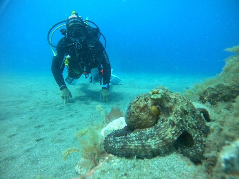 Playa Del Ingles: Discover Scuba Diving - Free Transfers - What’s Included and What’s Not