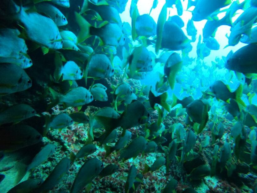 Playa Del Ingles: Discover Scuba Diving - Free Transfers - FAQs