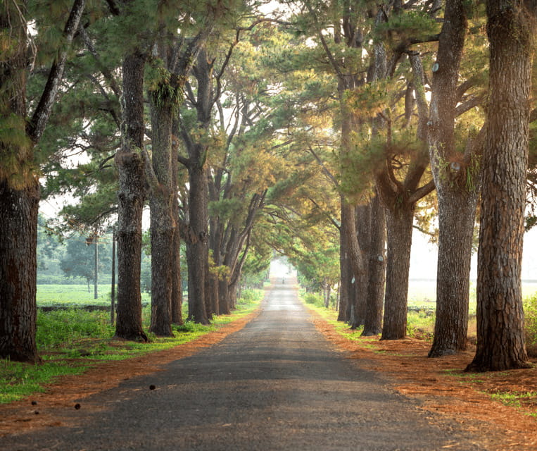 Pleiku: Culture, Landscape and Culinary Tour with Pickup - Enchanting Pine Tree Road and Scenic Landscape