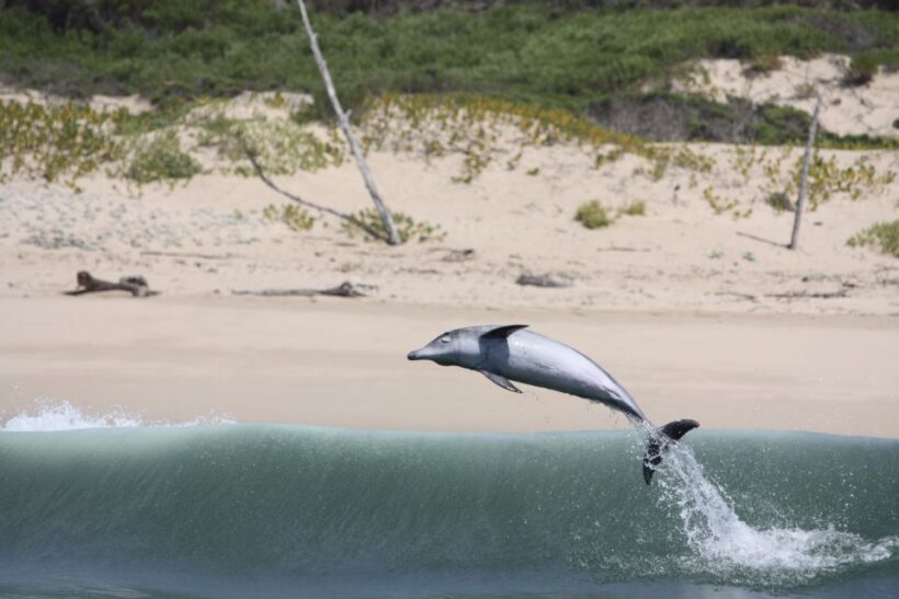 Plettenberg Bay: Dolphin and Marine Boat Tour - The Experience: What You Can Expect
