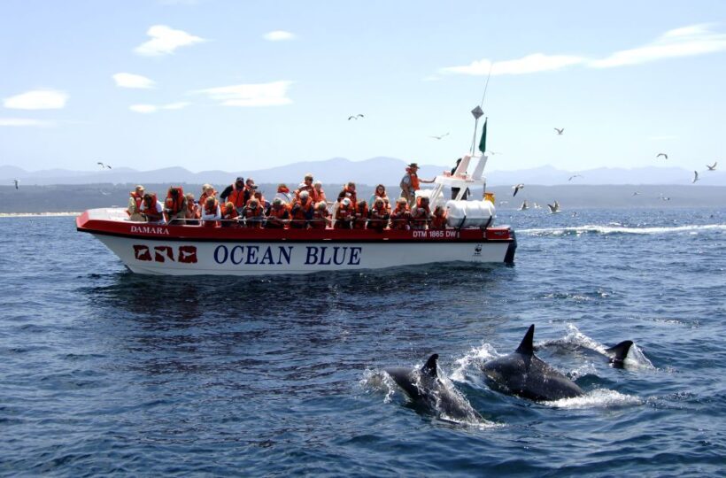Plettenberg Bay: Dolphin and Marine Boat Tour - The Practicalities: Price, Duration, and Comfort