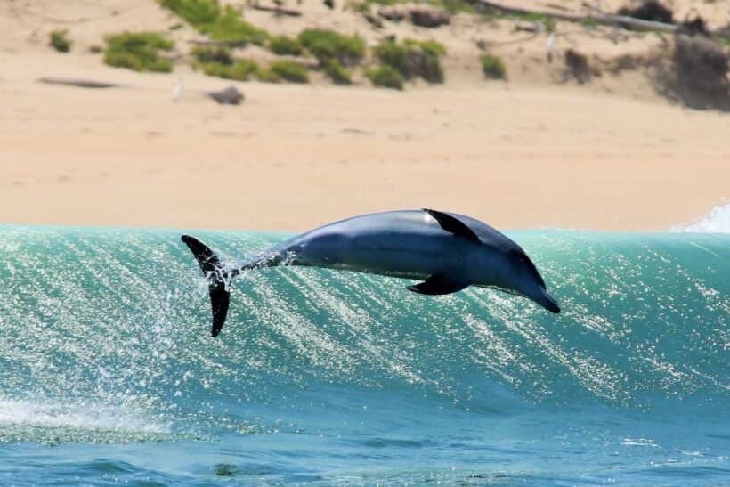 Plettenberg Bay: Dolphin and Marine Boat Tour - Authentic Experiences from Travelers