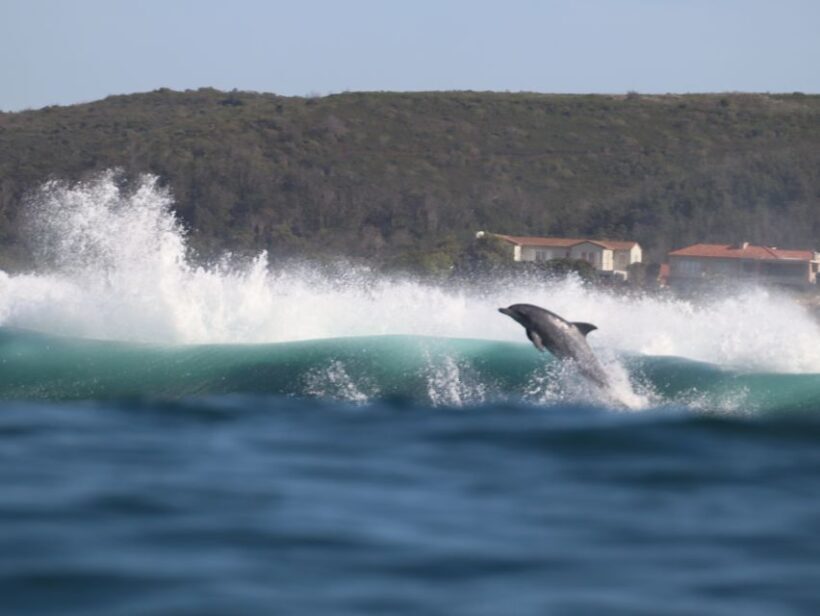 Plettenberg Bay: Dolphin and Marine Boat Tour - Frequently Asked Questions