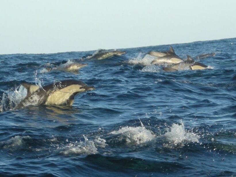 Plettenberg Bay: Dolphin and Marine Boat Tour - The Bottom Line