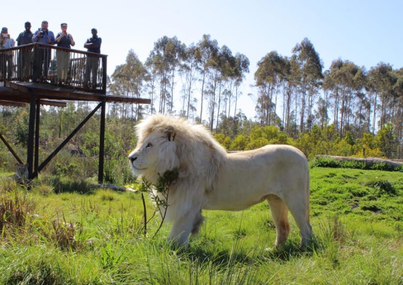 Plettenberg Bay: Wild Cat and Wildlife Guided Tour - Key Points