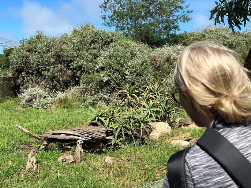 Plettenberg Bay: Wild Cat and Wildlife Guided Tour - The Sum Up