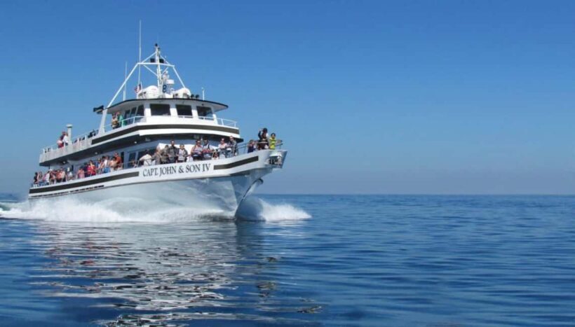 Plymouth: Whale Watching Cruise - Key Points