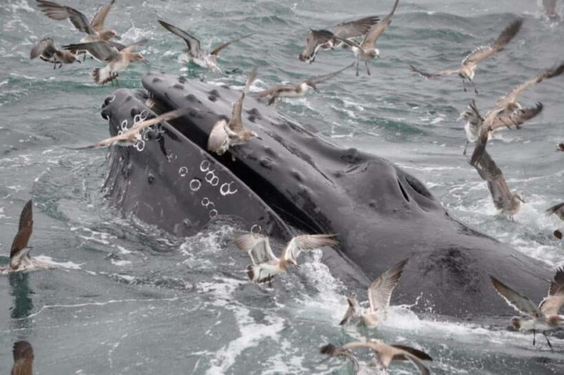 Plymouth: Whale Watching Cruise - An Authentic Marine Adventure from Plymouth