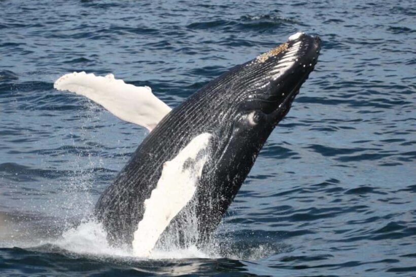 Plymouth: Whale Watching Cruise - Comfort and Amenities on Board