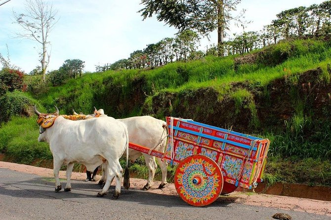 Poas Volcano + Coffee Plantations & La Paz Waterfall Gardens Trip From San Jose - Embracing Costa Ricas Natural and Cultural Wonders