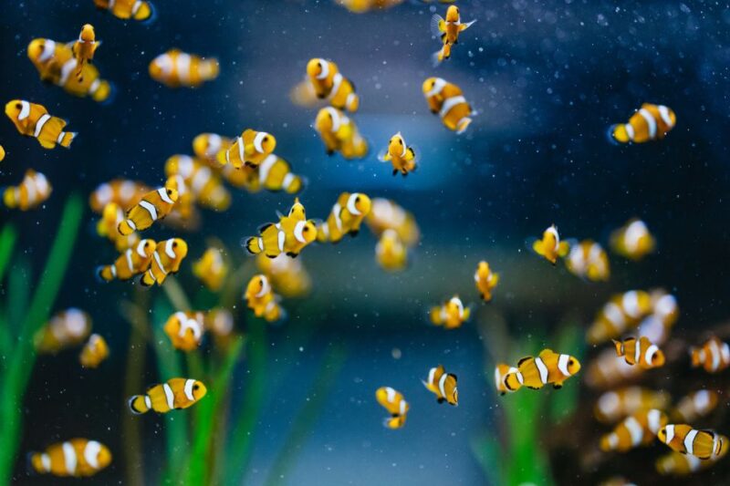 Poema del Mar Skip-the-Line Ticket - FAQ