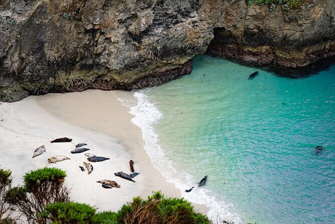 Point Lobos - A Private Charming Ocean Tour - Practical Details & Tips