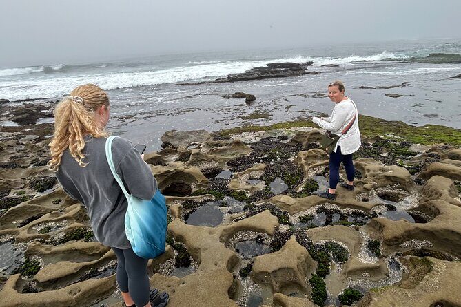 Point Loma Tide Pool Tour - How Does It Compare in Value?