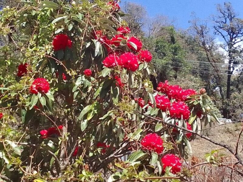 Pokhara: 1-Day Scenic Australian Camp & Dhampus Guided Hike - Who Will Love This Tour?