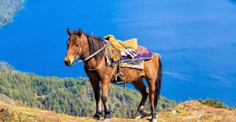 Pokhara: 1-Hour Horseback Ride with Hotel Pickup - An Honest Look at the Experience
