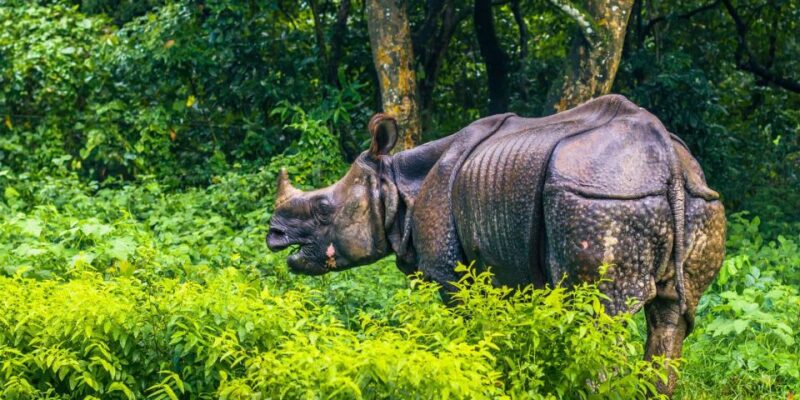 Pokhara: 1 Night 2 Day Chitwan Safari Tour - Pokhara: 1 Night 2 Day Chitwan Safari Tour — A Practical Guide for Nature and Culture Lovers