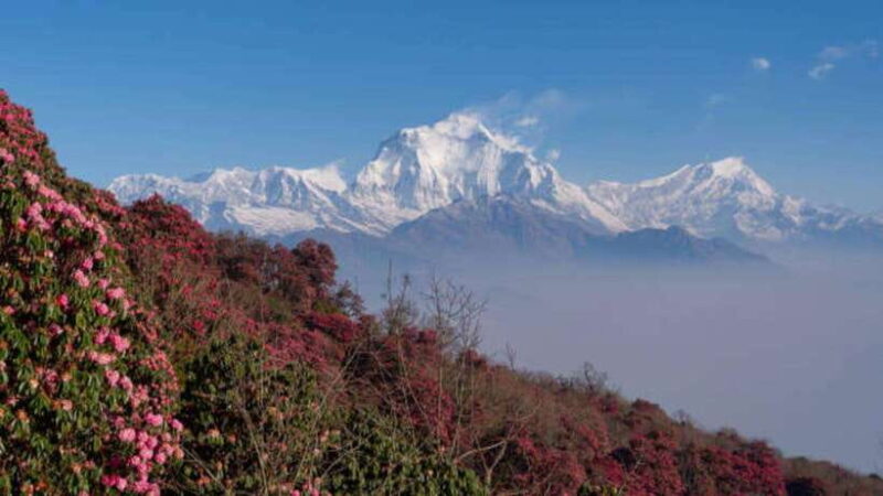 Pokhara: 3-Days Trekking to Poon Hill - The Value and Overall Experience