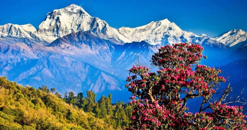 Pokhara: 4-Day Ghorepani, Poonhill & Ghandruk Mountain Trek - The Itinerary in Detail