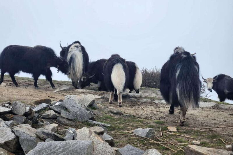 Pokhara: 4-Day Mardi Himal Trek - The Itinerary: A Day-by-Day Breakdown