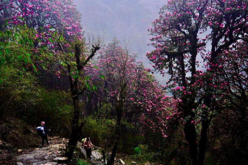 Pokhara: 4-Day Poon Hill and Ghandruk Guided Trek - Authentic Experiences and Traveler Feedback