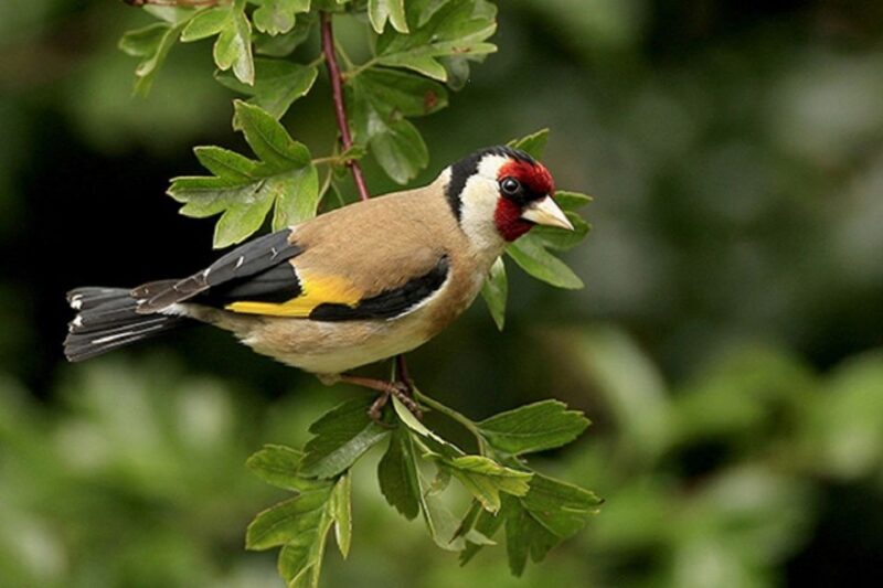 Pokhara: Guided Day Hike From Dampus To Australian Base Camp - Key Points