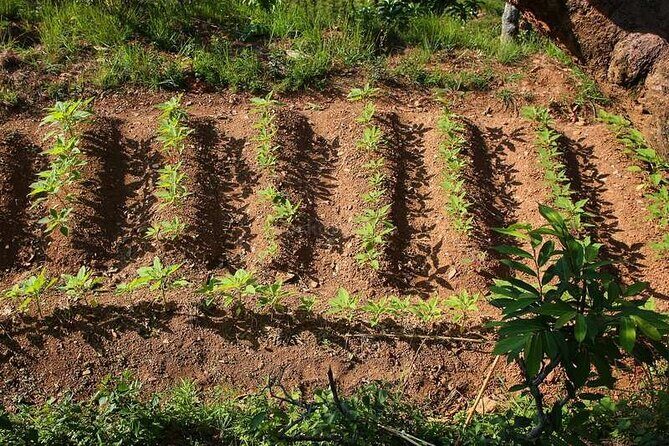 Pokhara: Organic Farm Tour and Cooking Class at Durku - Logistics and Practical Details