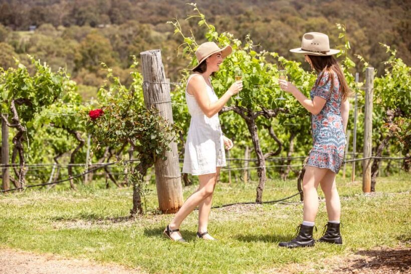 Pokolbin: Picnic & Wine Tasting at Audrey Wilkinson Vineyard - The Sum Up
