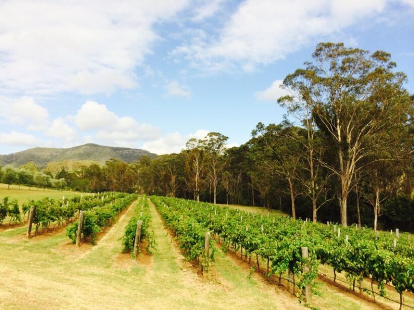 Pokolbin: Tulloch Hunter Heroes Wine Tasting & Cheese Board - The Sum Up