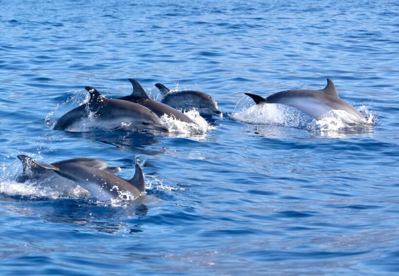 Pollença: Dolphin Watching Boat Excursion - Key Points