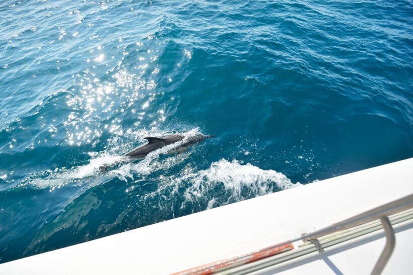 Pollença: Dolphin Watching Boat Excursion - Who Will Love This Tour?