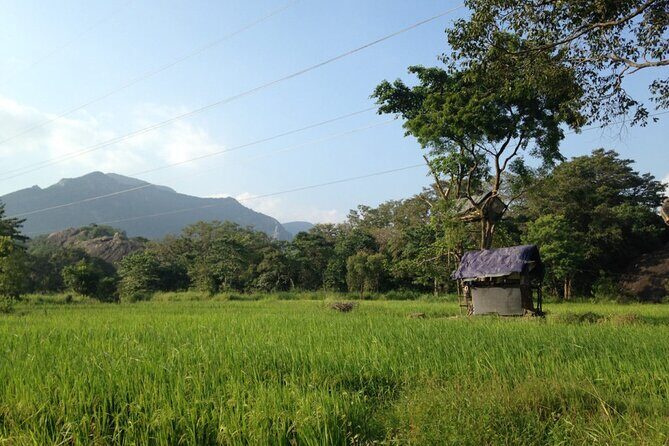 Polonnaruwa Ancient City And Habarana Day Tour From Sigiriya - Exploring the Itinerary