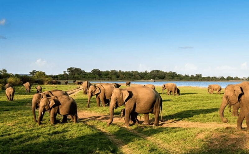 Polonnaruwa Ancient City and Wildlife Safari from Dambulla - Key Points