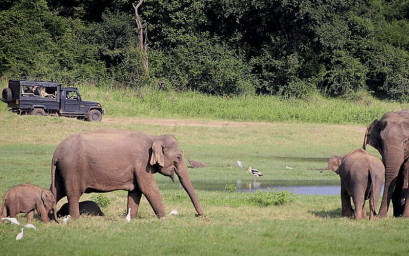 Polonnaruwa Ancient City and Wildlife Safari from Dambulla - FAQ
