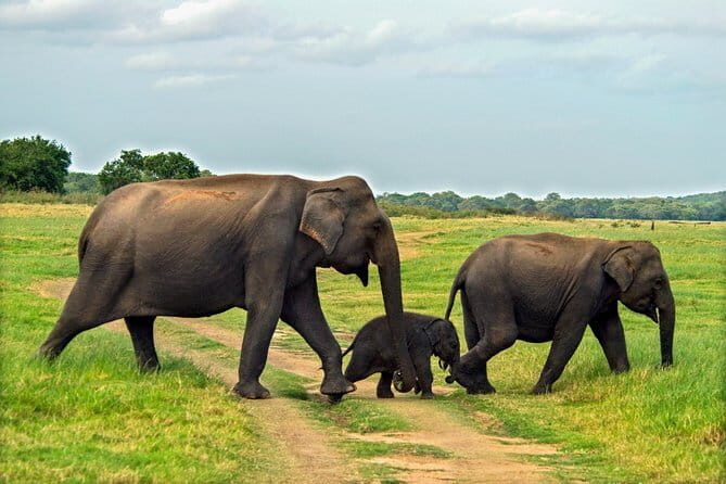 Polonnaruwa Ancient Kingdom and Wild Elephant Safari from Habarana - Detailed Breakdown of the Itinerary