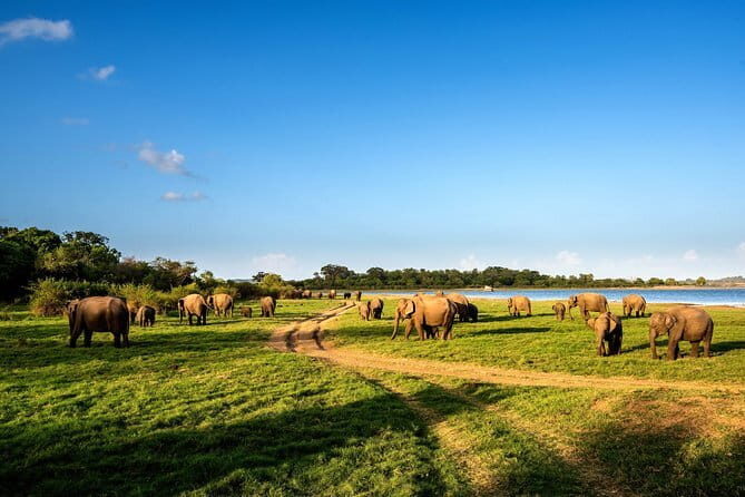 Polonnaruwa Ancient Kingdom and Wild Elephant Safari from Habarana - Authentic Experiences and What Travelers Say