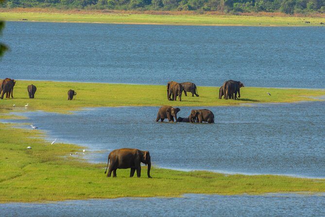 Polonnaruwa Ancient Kingdom and Wild Elephant Safari from Kandy - Practical Tips for Travelers