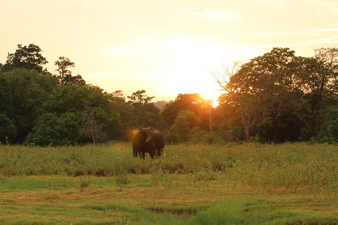 Polonnaruwa Ancient Kingdom and Wild Elephant Safari from Kandy - Who Should Book This Tour?