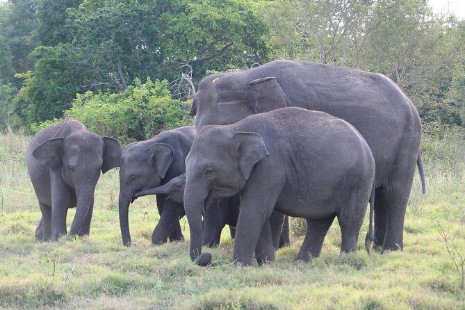 Polonnaruwa Ancient Kingdom and Wild Elephant Safari from Kandy - Final Thoughts
