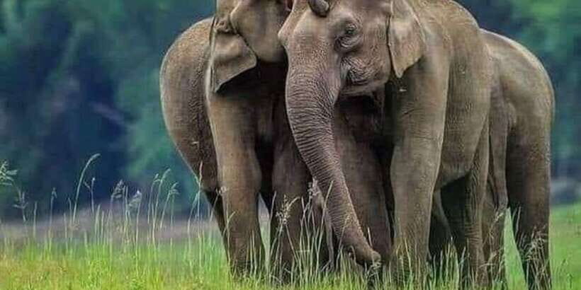 Polonnaruwa Day Tour With Minneriya NP Elephant Safari - Final Thoughts: Is This Tour Worth It?