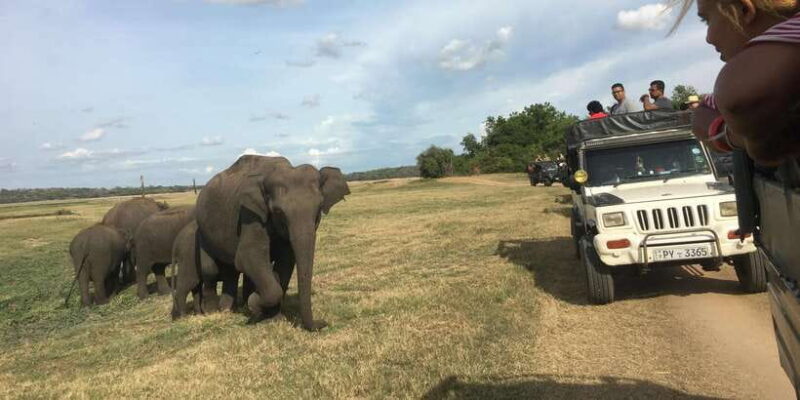 Polonnaruwa Sight Seeing Tour and Minneriya Elephant Safari - Key Points