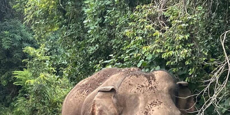 Polonnaruwa Sight Seeing Tour and Minneriya Elephant Safari - Wildlife Encounters at Minneriya