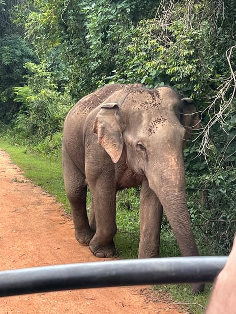 Polonnaruwa Sight Seeing Tour and Minneriya Elephant Safari - The Experience in Context